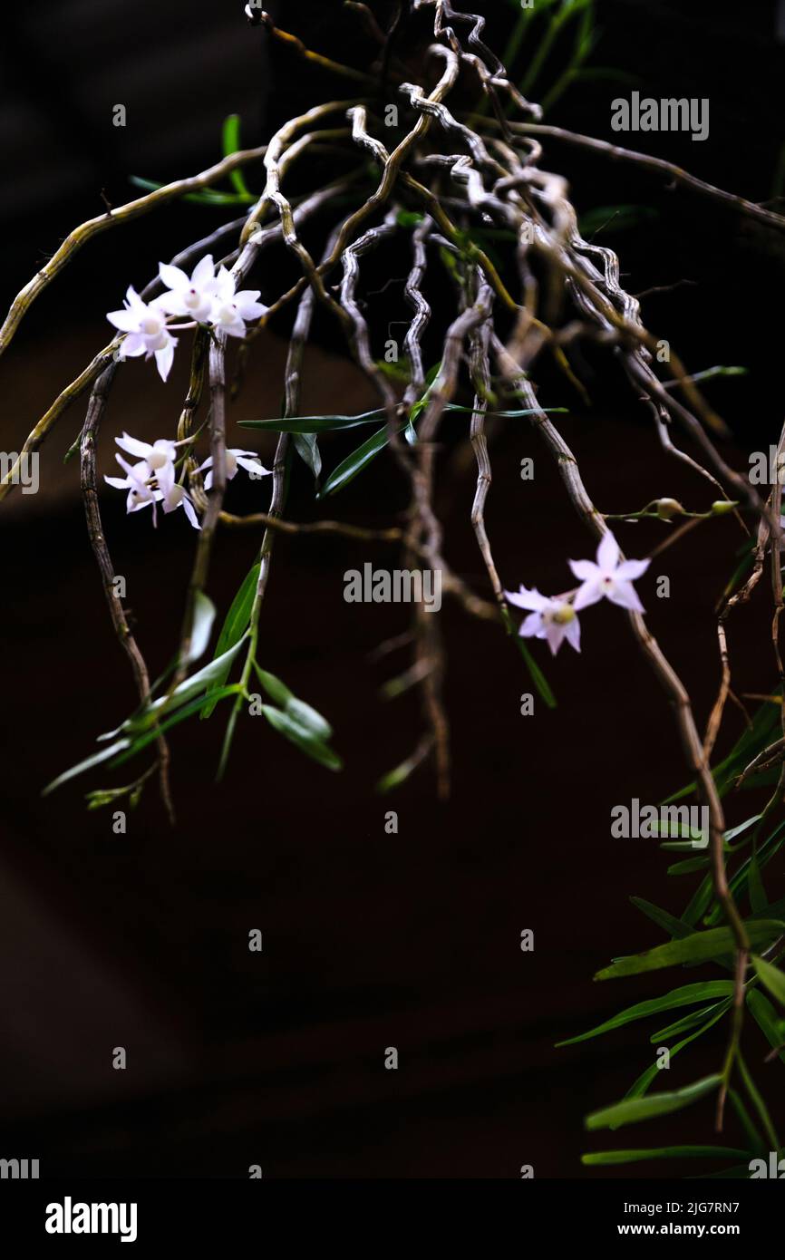 tropical forest orchids in full bloom Stock Photo - Alamy
