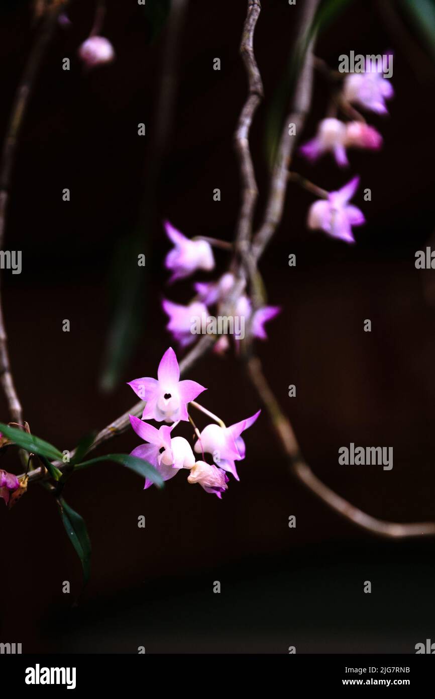 tropical forest orchids in full bloom Stock Photo - Alamy