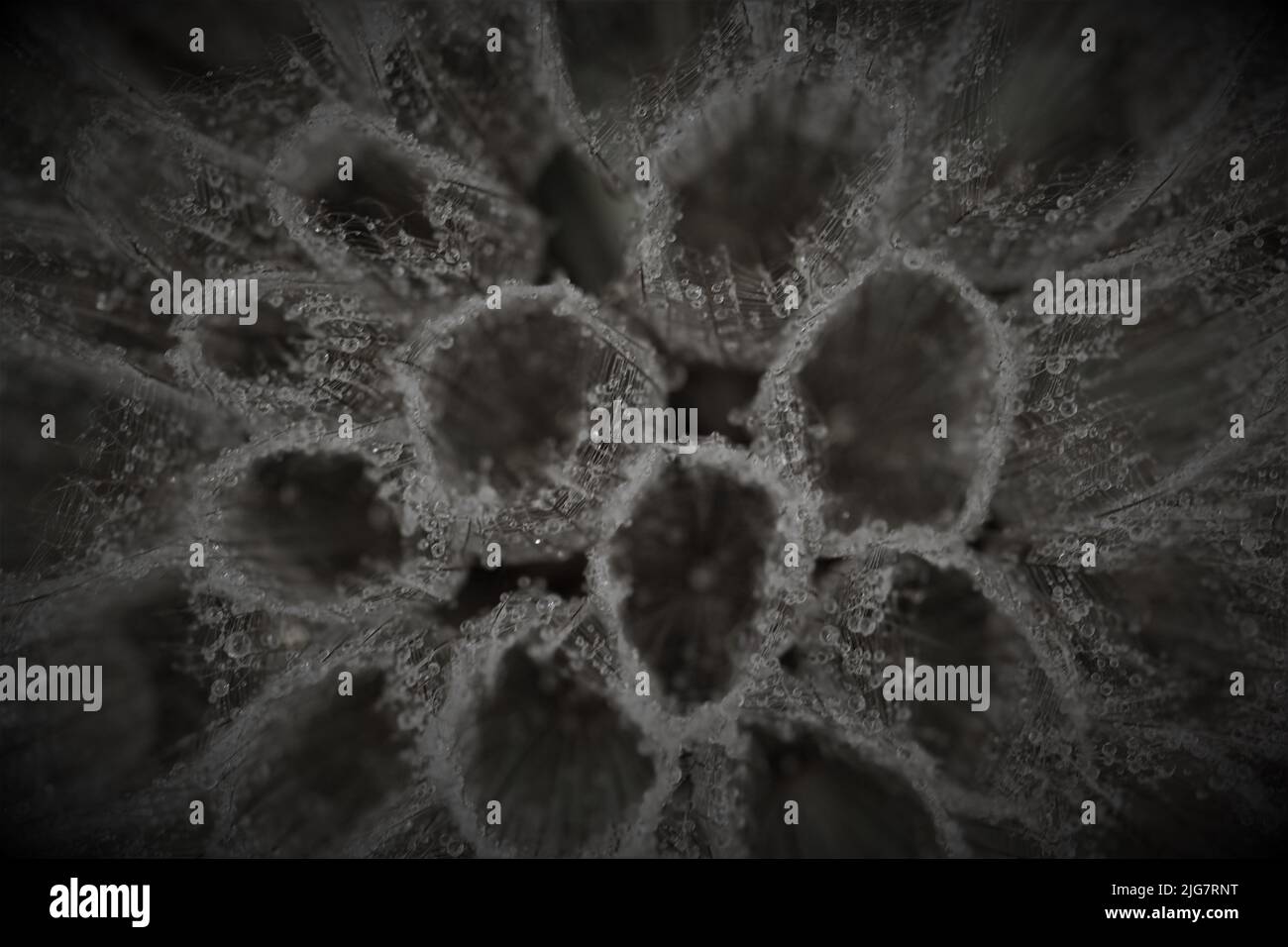 Background Fine Art Photos of Plants Stock Photo - Alamy