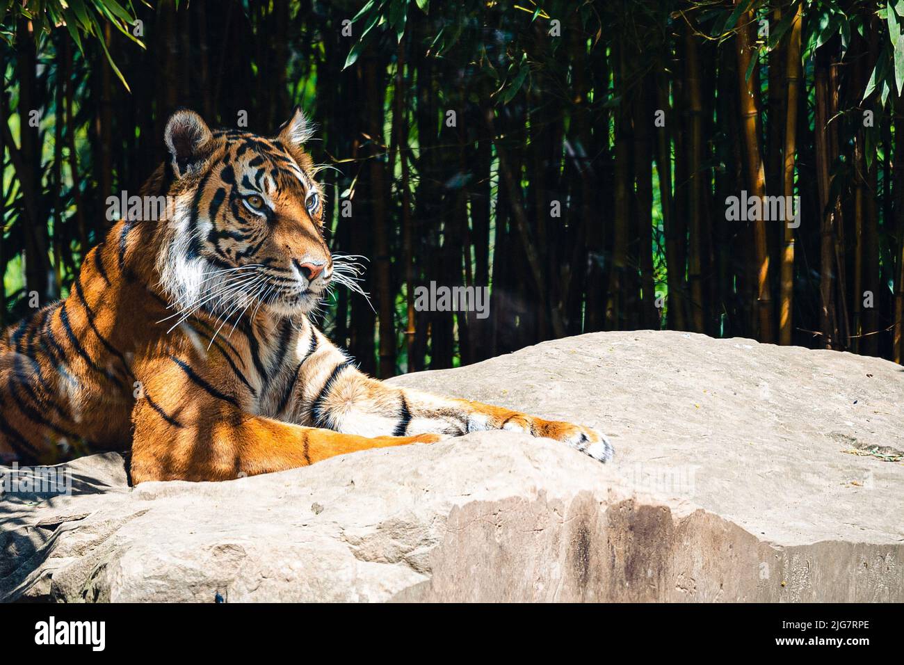 A tiger sits on a rock with a bamboo trees on the horizon Stock Photo ...