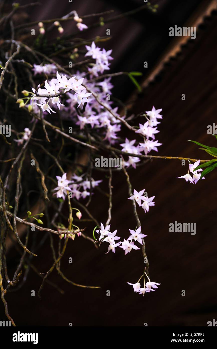 tropical forest orchids in full bloom Stock Photo - Alamy