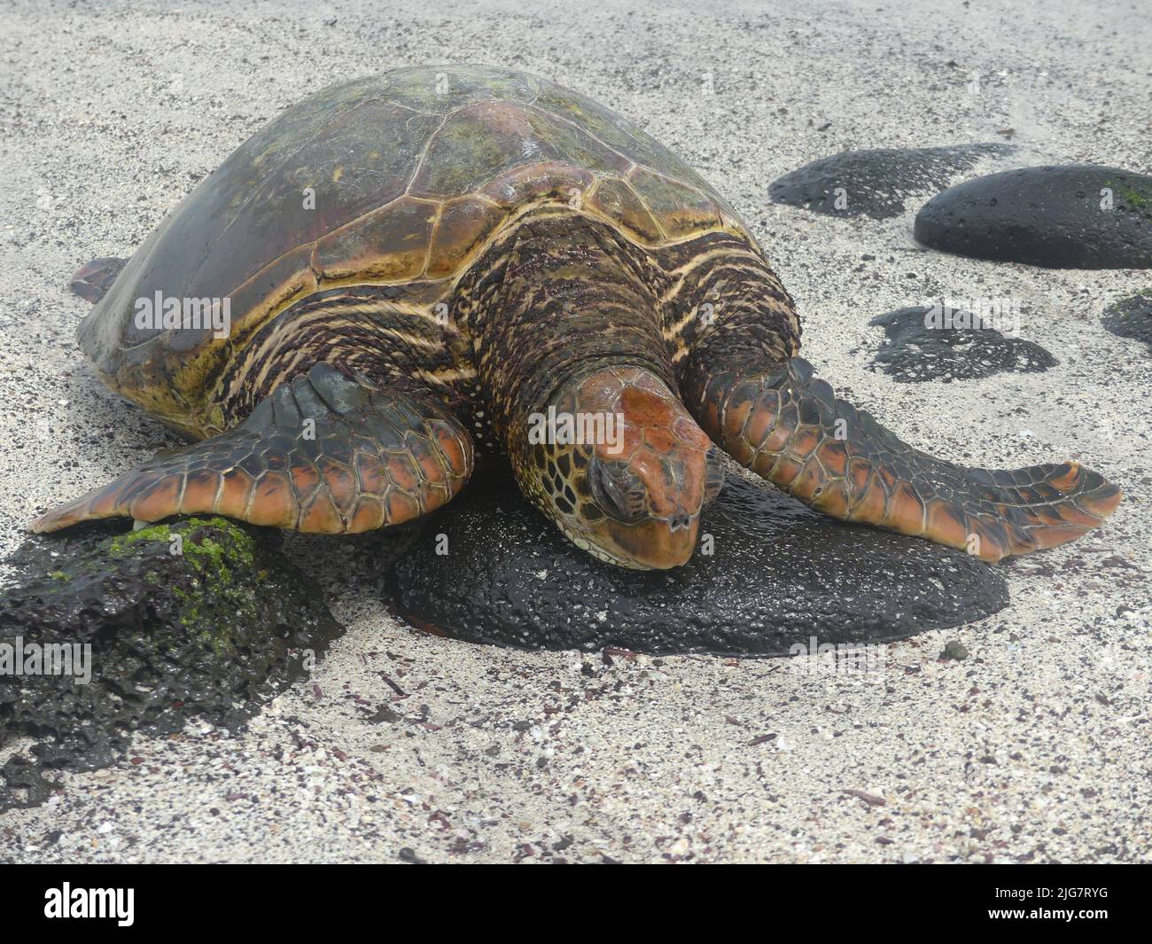 A sea turtle resting on the beach before swimming back to the ocean ...