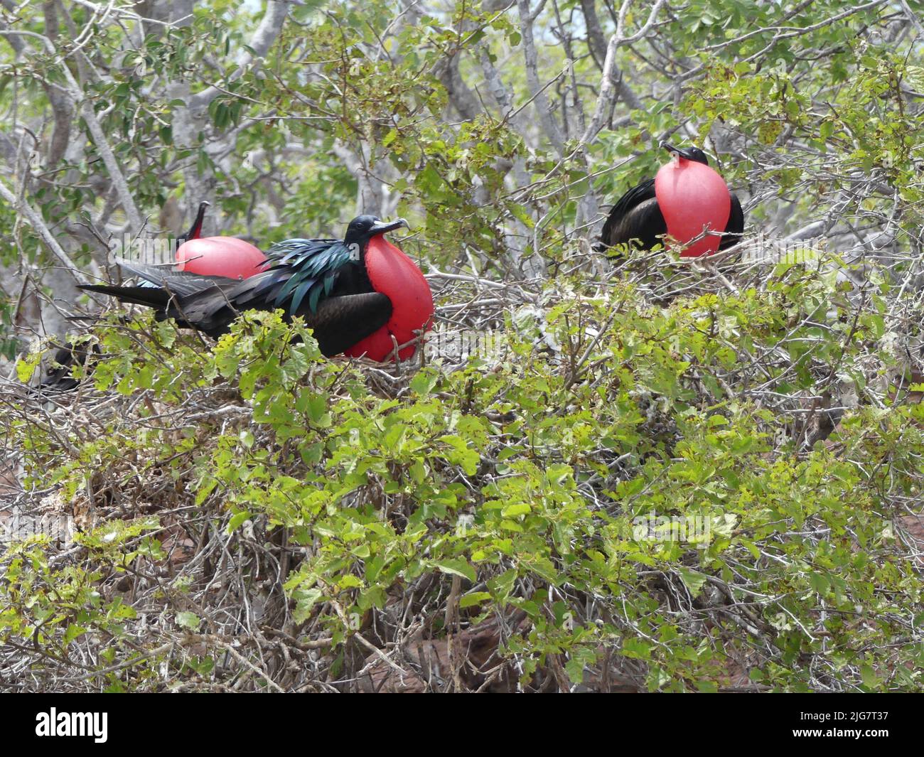 Adult frigate bird with iconic inflated red chest. North Seymour island ...