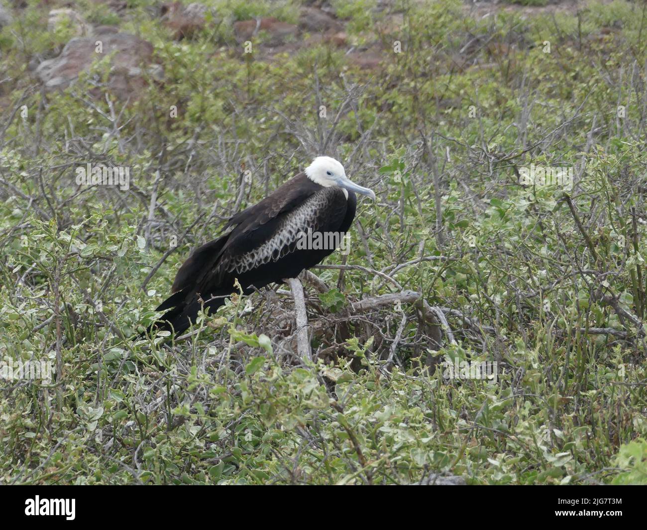 Frigate bird on north hi-res stock photography and images - Alamy
