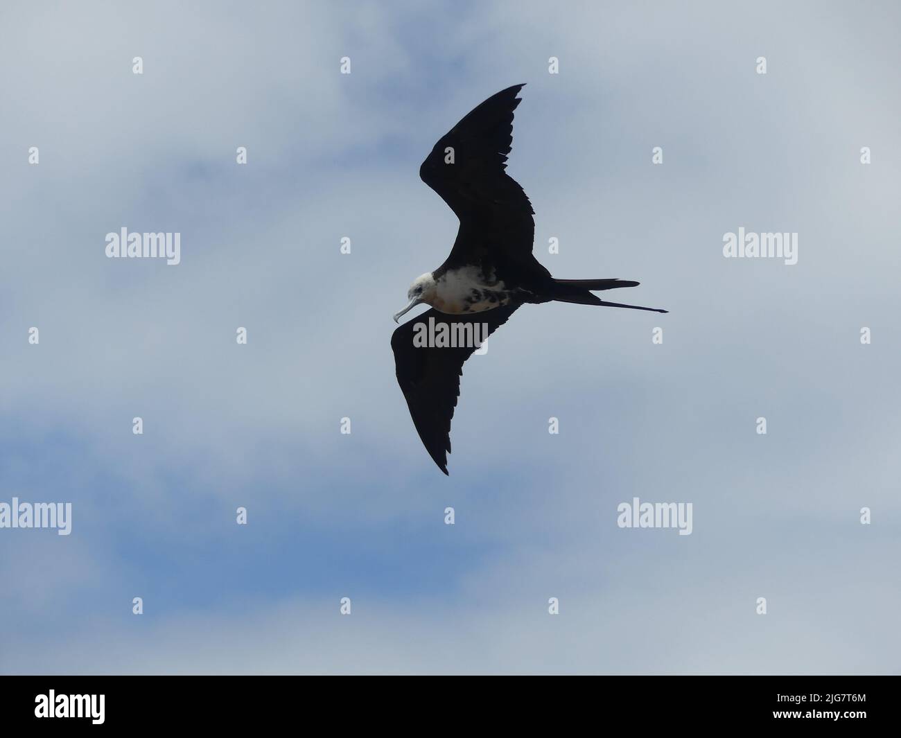 A frigate bird flying. North Seymour island Galapagos. May 2022 Stock ...