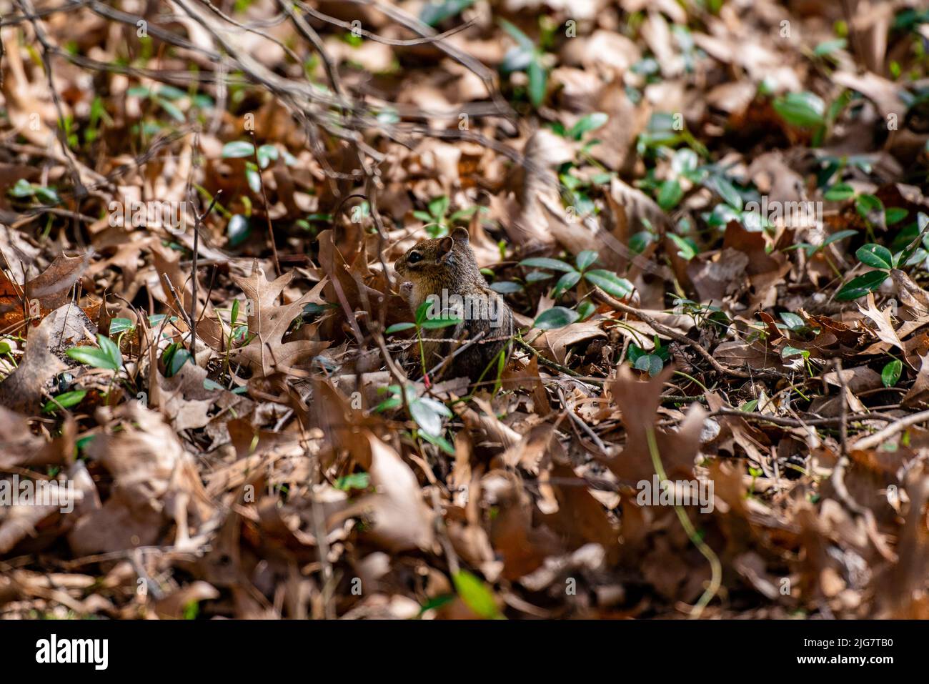 A closeup of a cute chipmunk on the ground covered with fallen leaves ...