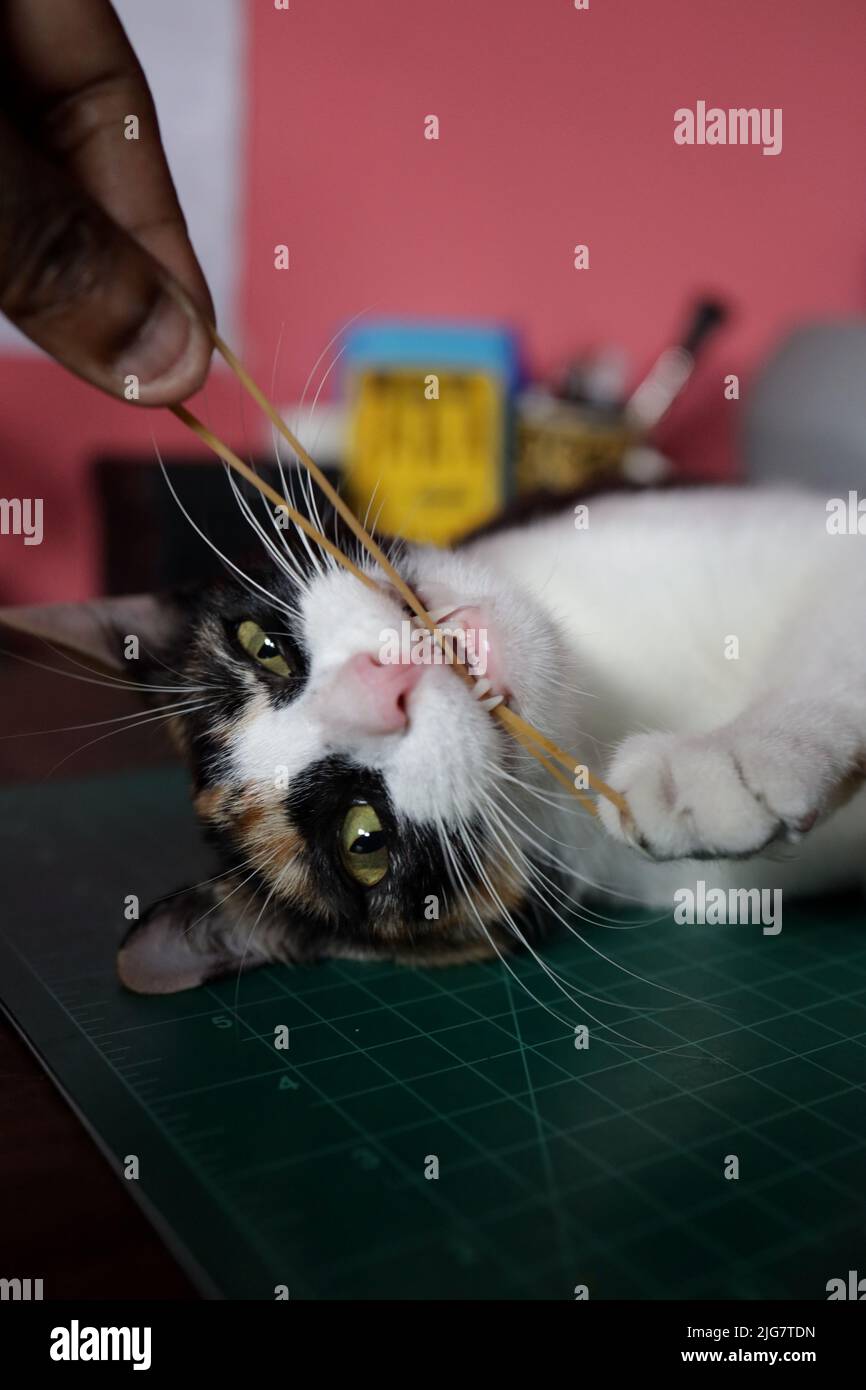 A Closeup of a calico cat playing Stock Photo - Alamy