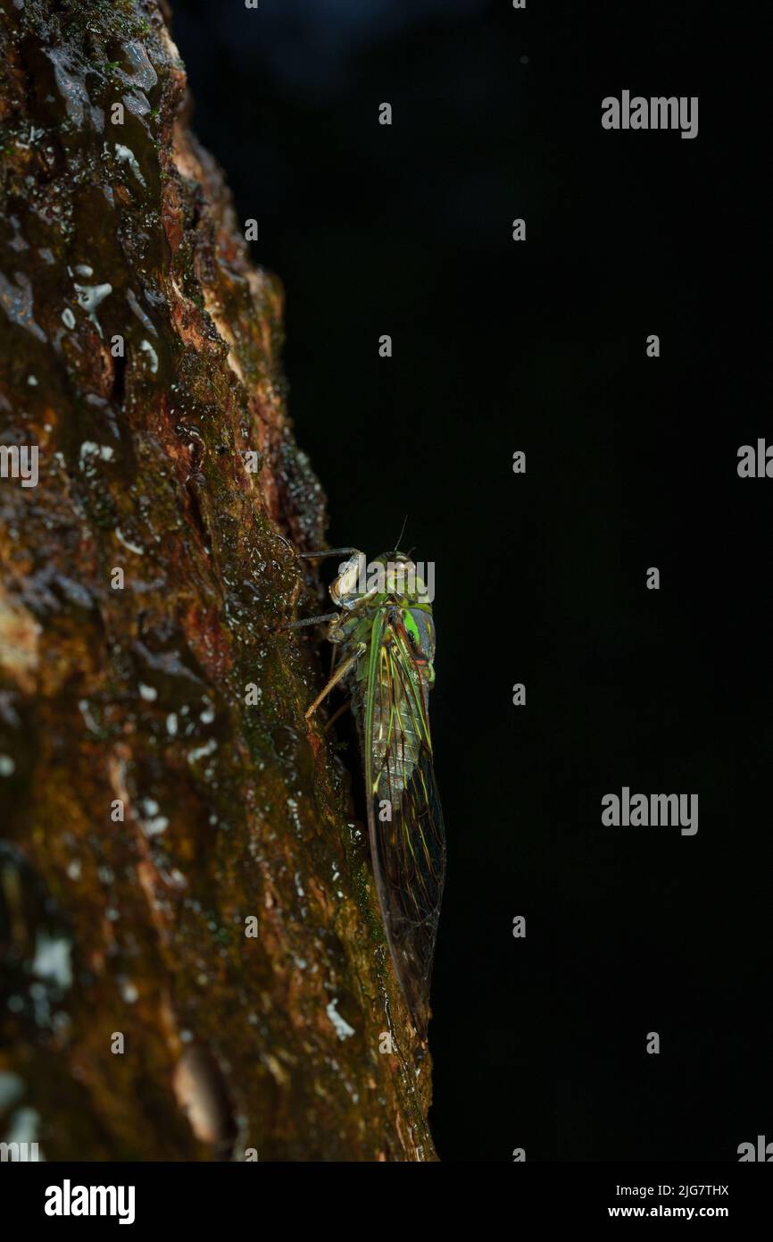 Cicada on a wet tree in black background on a rain night in agumbe ...