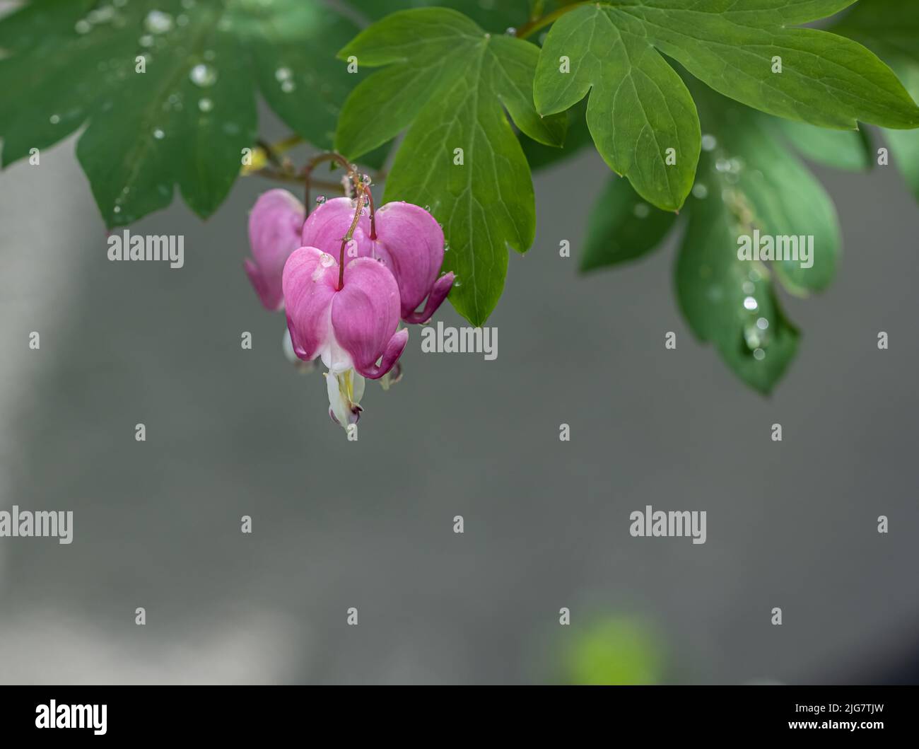 A shallow focus of pink Asian bleeding-hear flower with green leaves ...