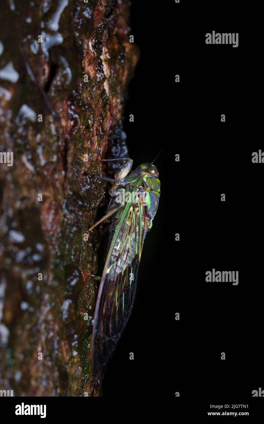 Cicada on a wet tree in black background on a rain night in agumbe ...