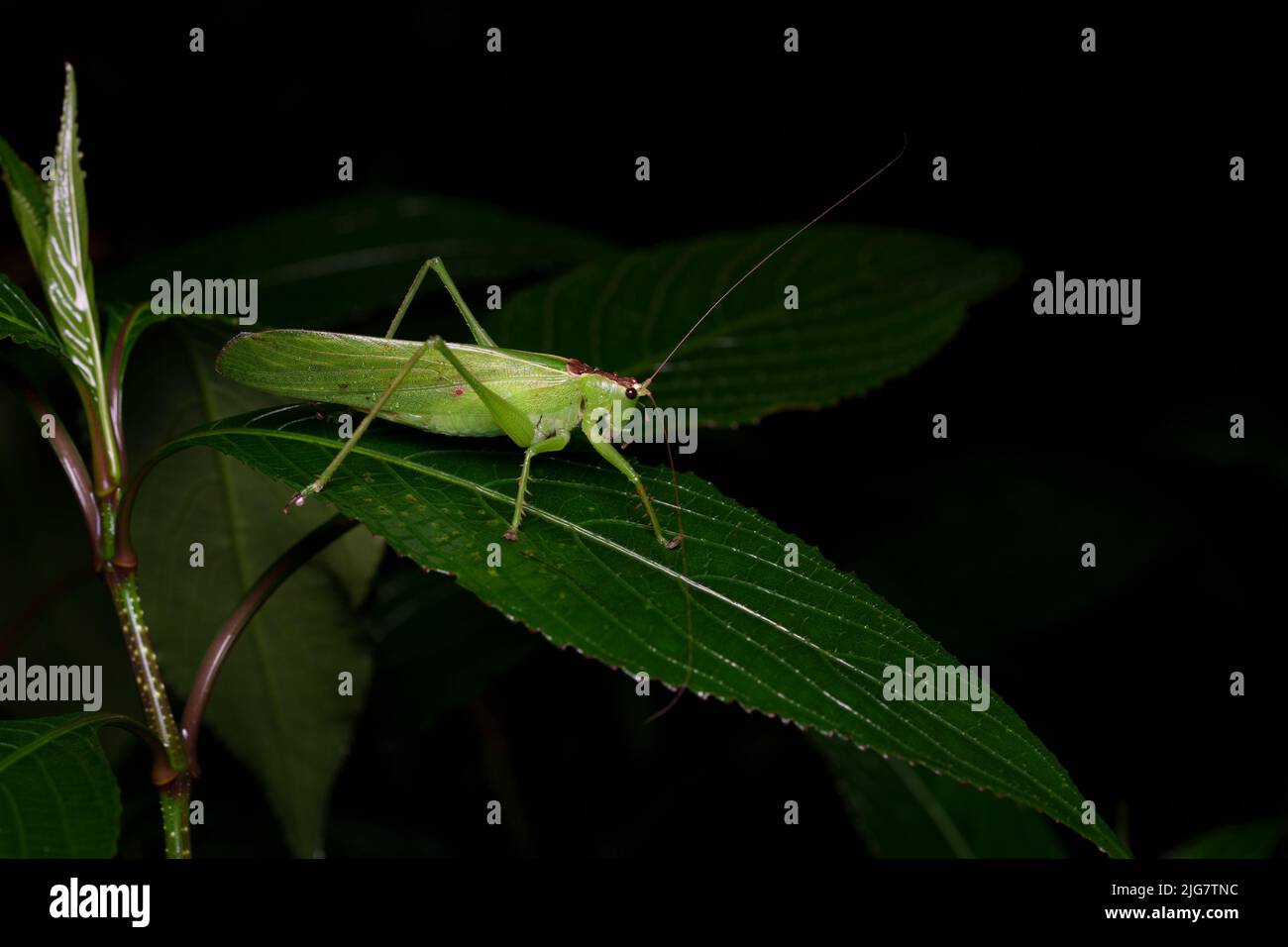 Hexacentrus is the type genus of bush-crickets in the subfamily ...