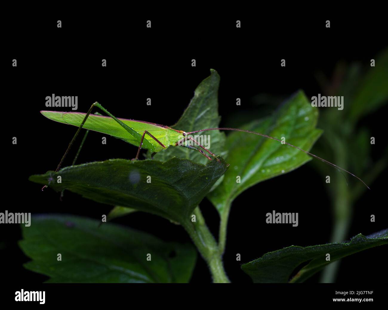 Hexacentrus is the type genus of bush-crickets in the subfamily ...