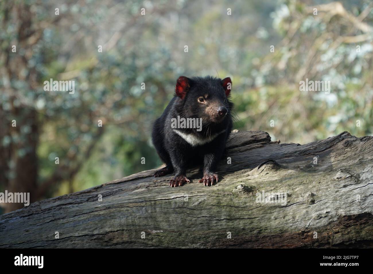 A closeup shot of a Tasmanian devil on the blurry background Stock ...