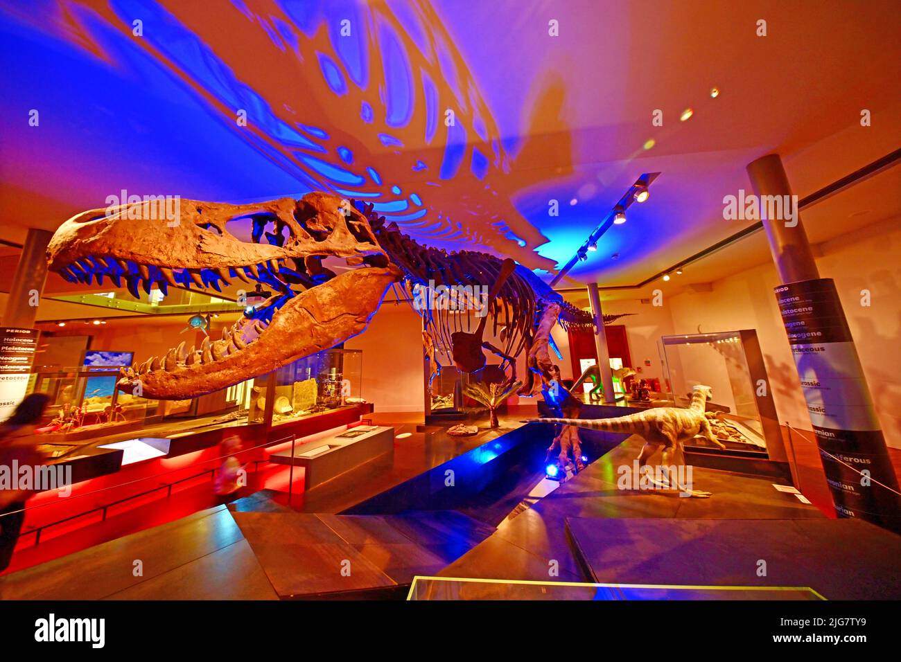 Tyrannosaurus Rex T Rex skeleton jaws and bones at the Great North ...