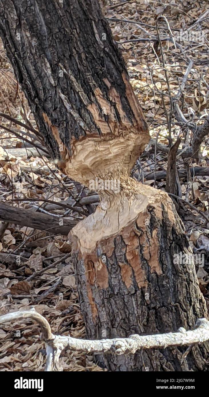A vertical shot of Cottonwood tree eaten by a beaver Stock Photo - Alamy