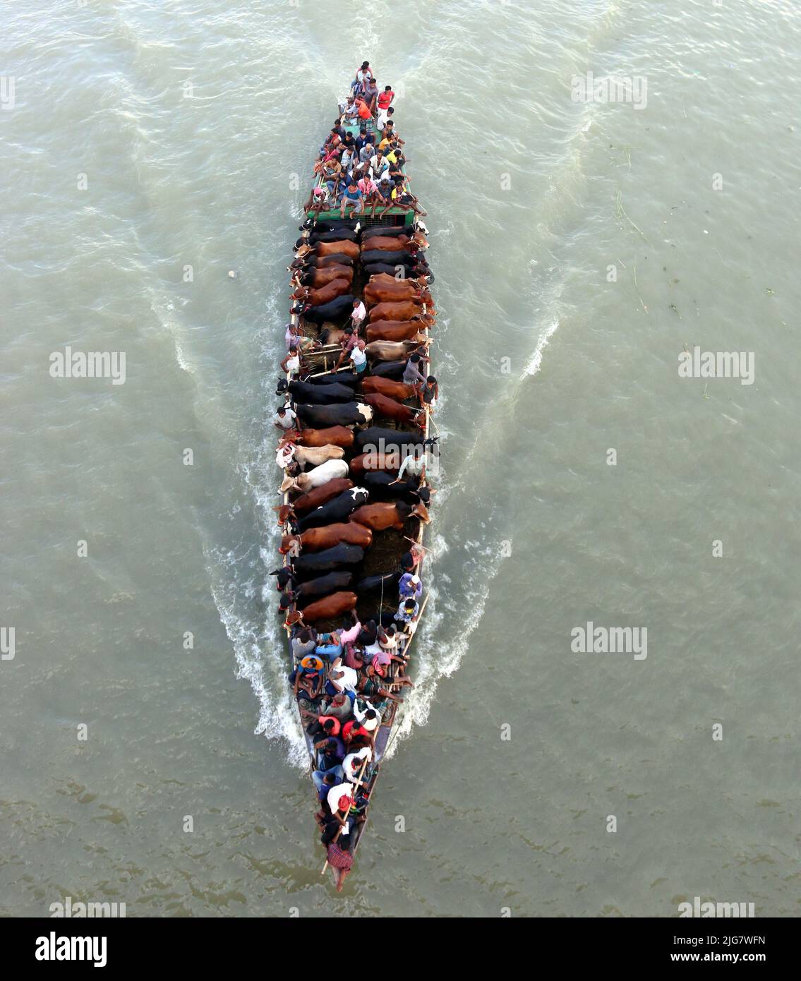 A vessel carrying cattle for sale heads to a market before Eid al-Adha ...
