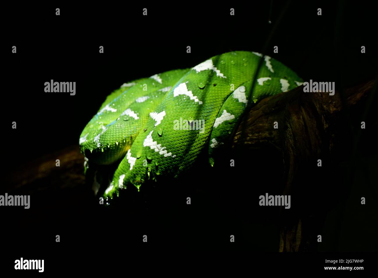 A closeup of green wet Emerald tree boa snake in the dark Stock Photo ...