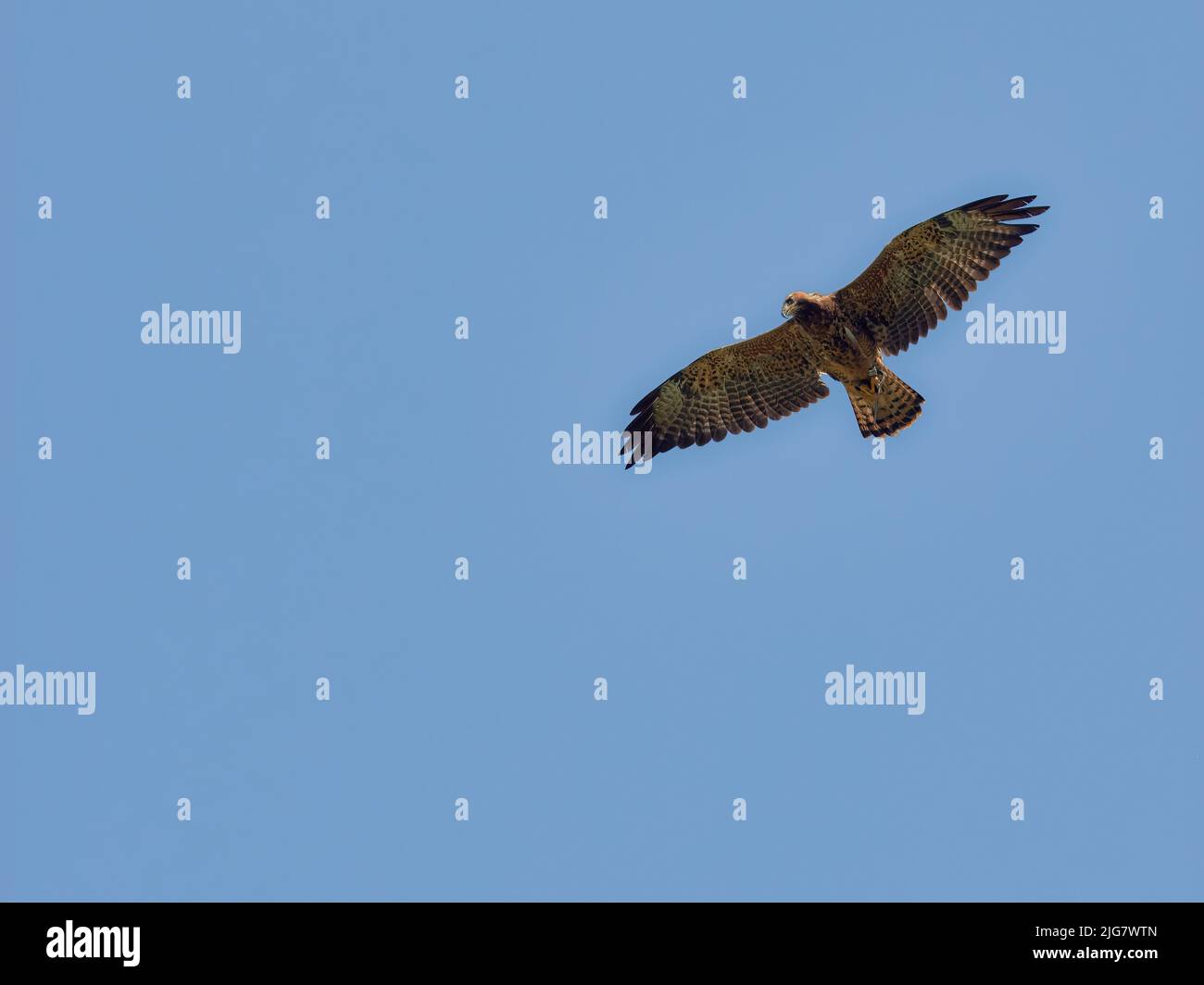 A large bird of prey in flight from below in daytime sunlight Stock ...