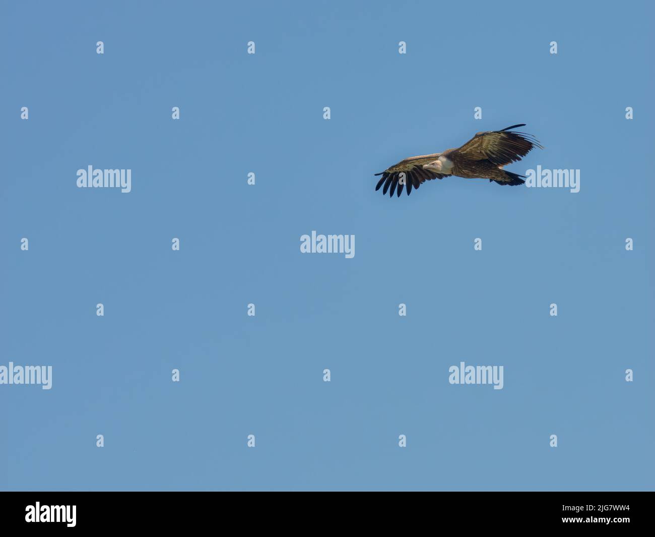 A large bird of prey in flight from below in daytime sunlight Stock ...