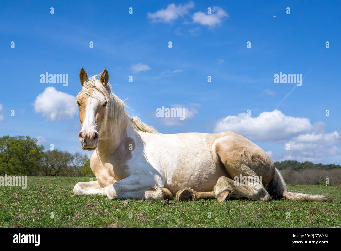 White lying horse hi-res stock photography and images - Alamy