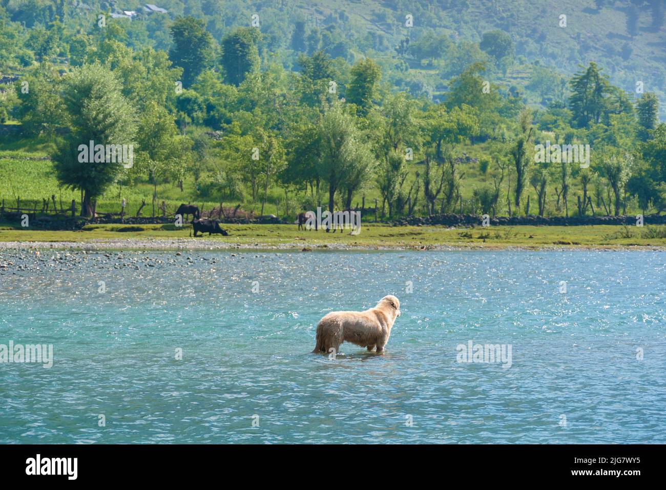 Bakharwal mastiff hi-res stock photography and images - Alamy