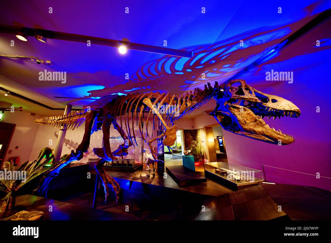 Running Tyrannosaurus Rex T Rex skeleton jaws and bones at the Great ...