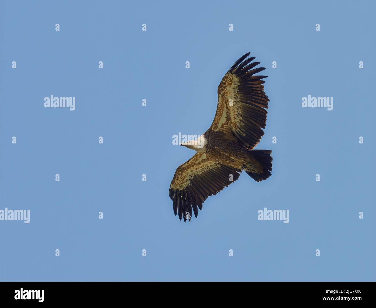A large bird of prey in flight from below in daytime sunlight Stock ...