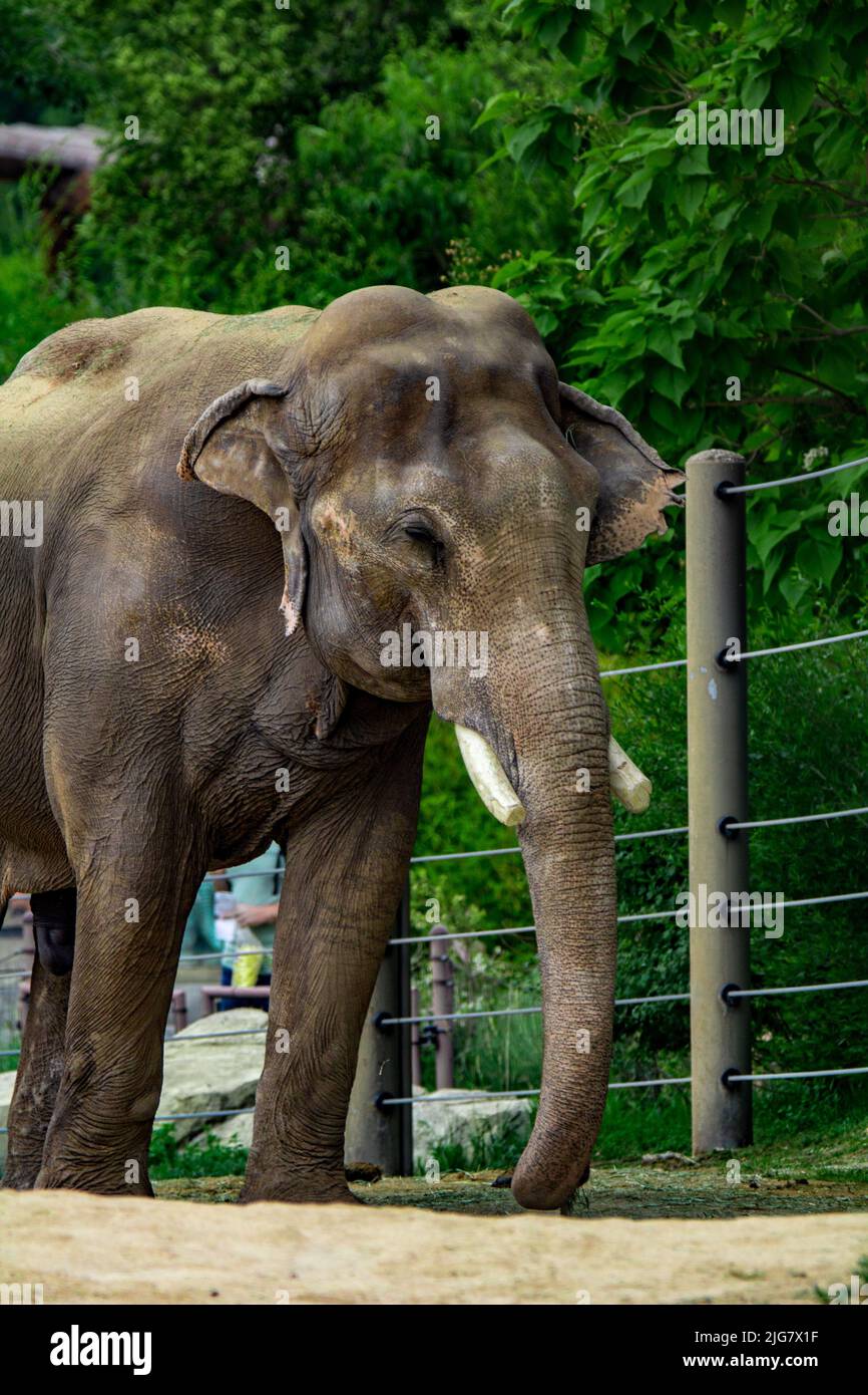A front view of an elephant Stock Photo - Alamy