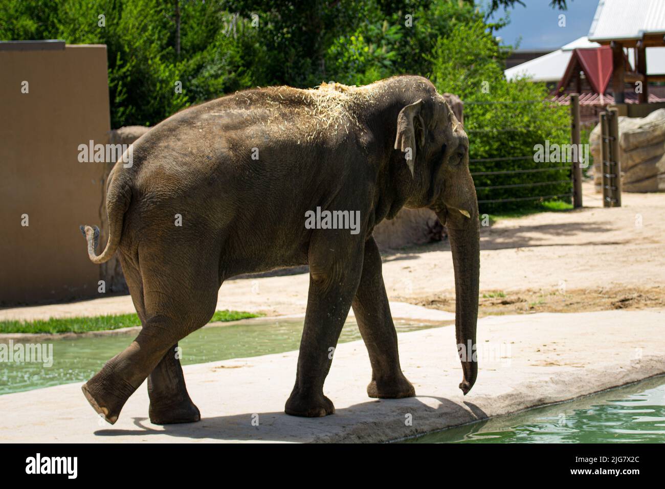 A side shot of a moving elephant Stock Photo - Alamy