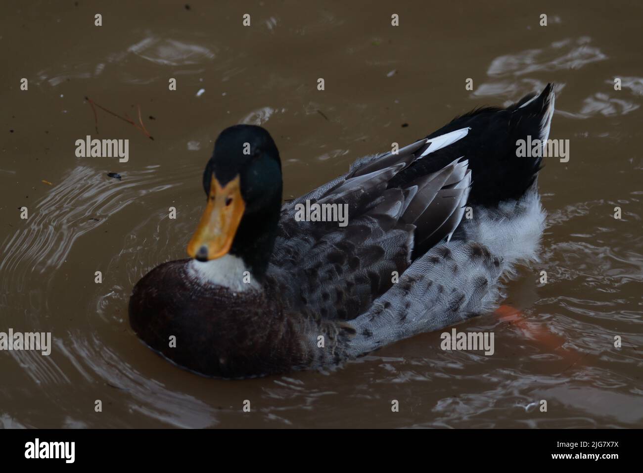 An overhead shot of a black and white duck Stock Photo - Alamy