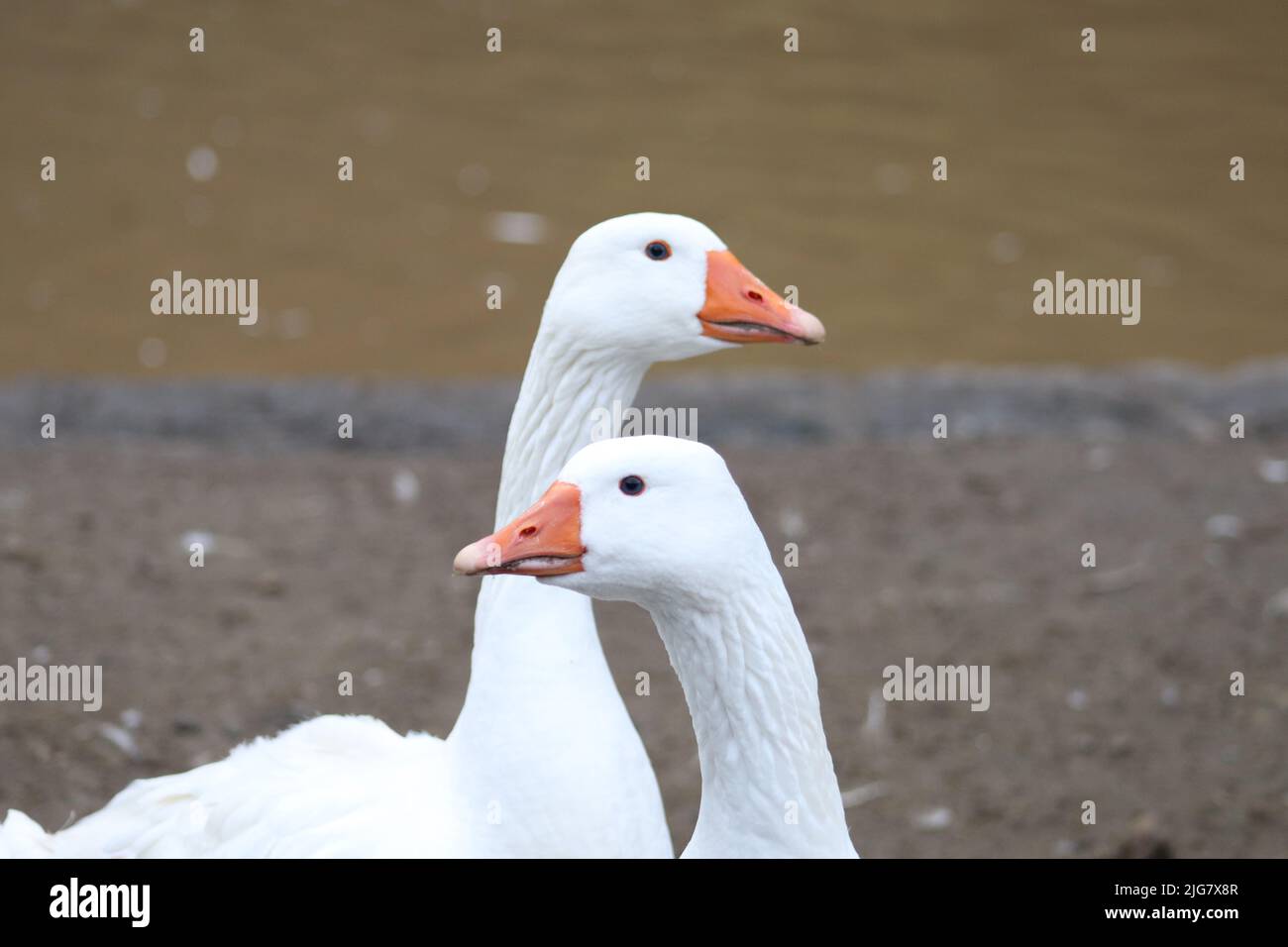Vertical closeup ducks swimming hi-res stock photography and images - Alamy
