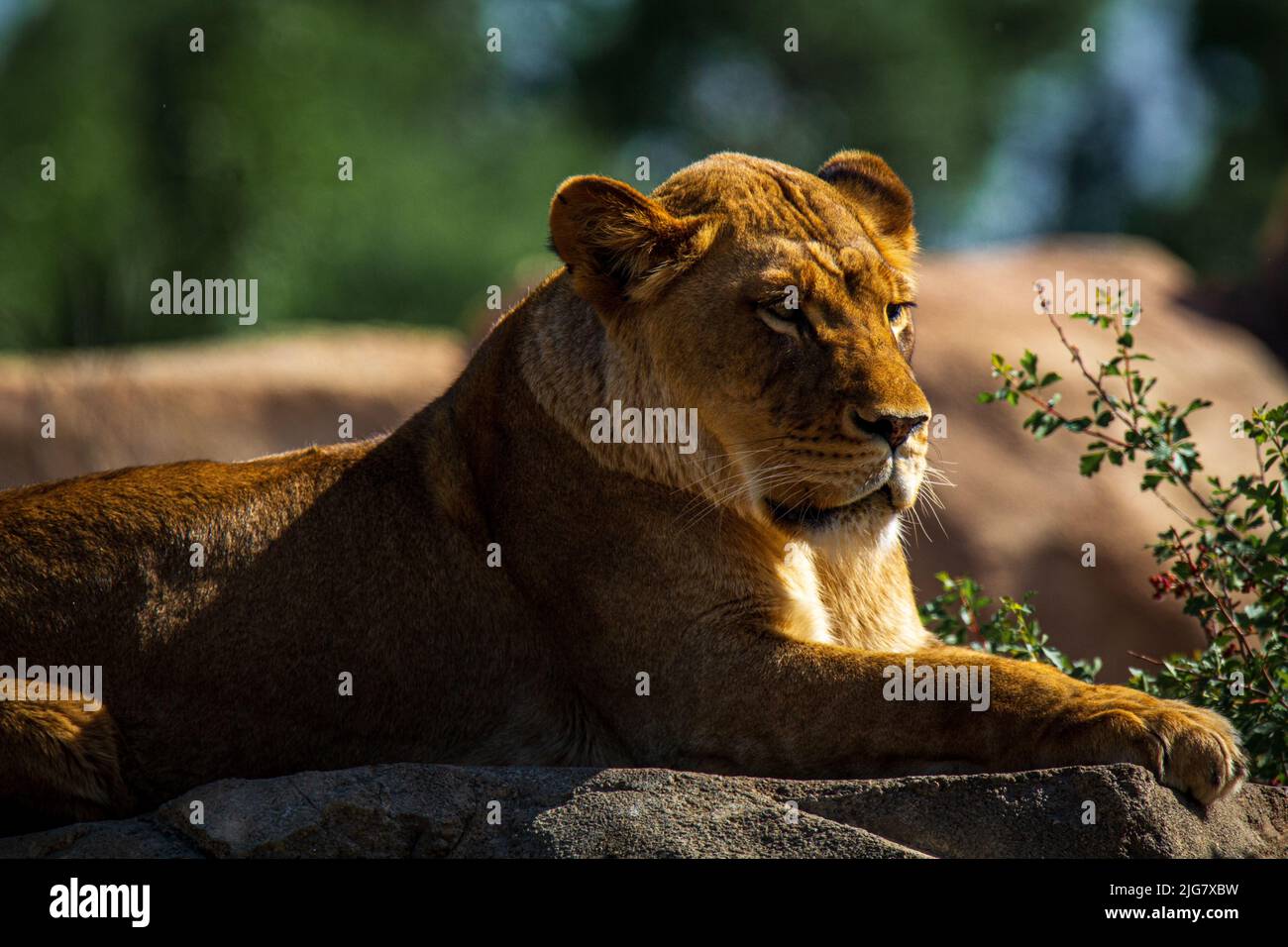A side shot of the lioness in the natural habitat Stock Photo - Alamy