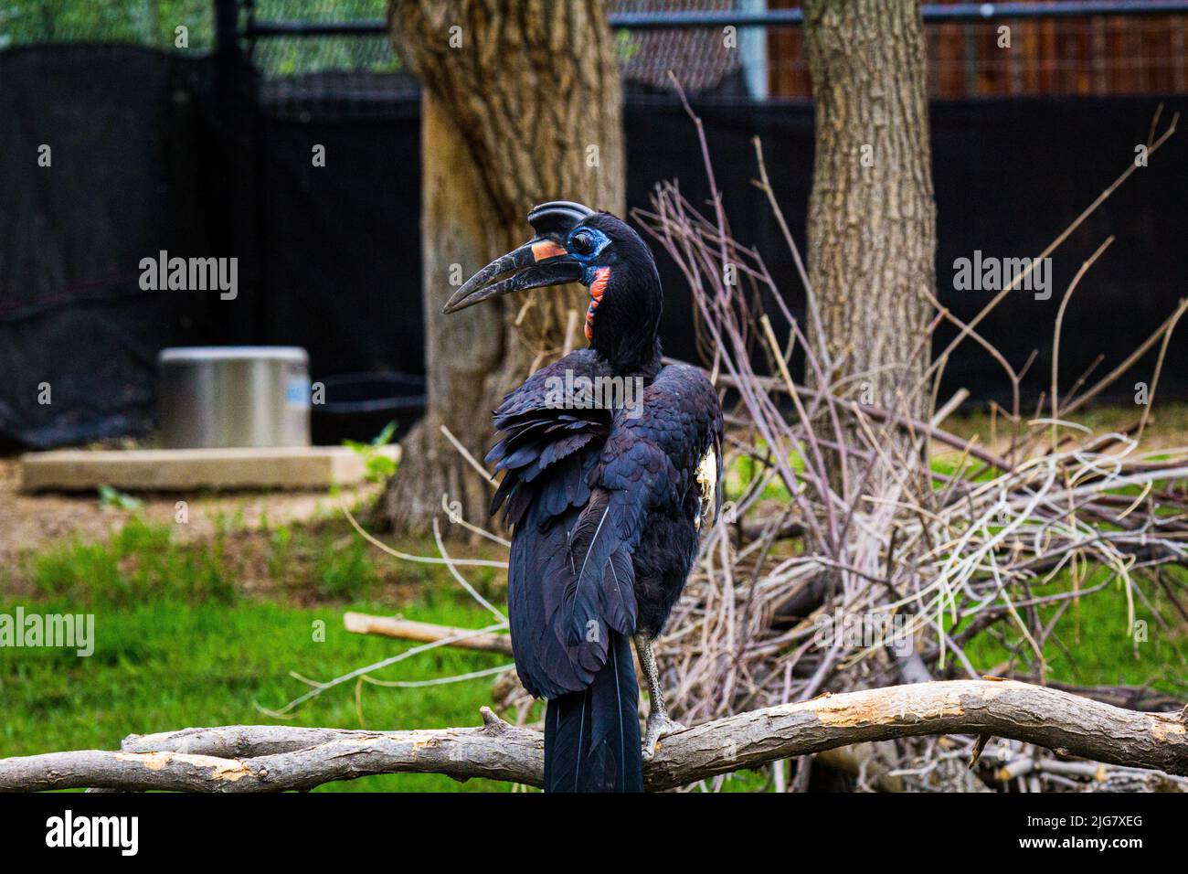 The Bucorvus abyssinicus on a branch Stock Photo - Alamy