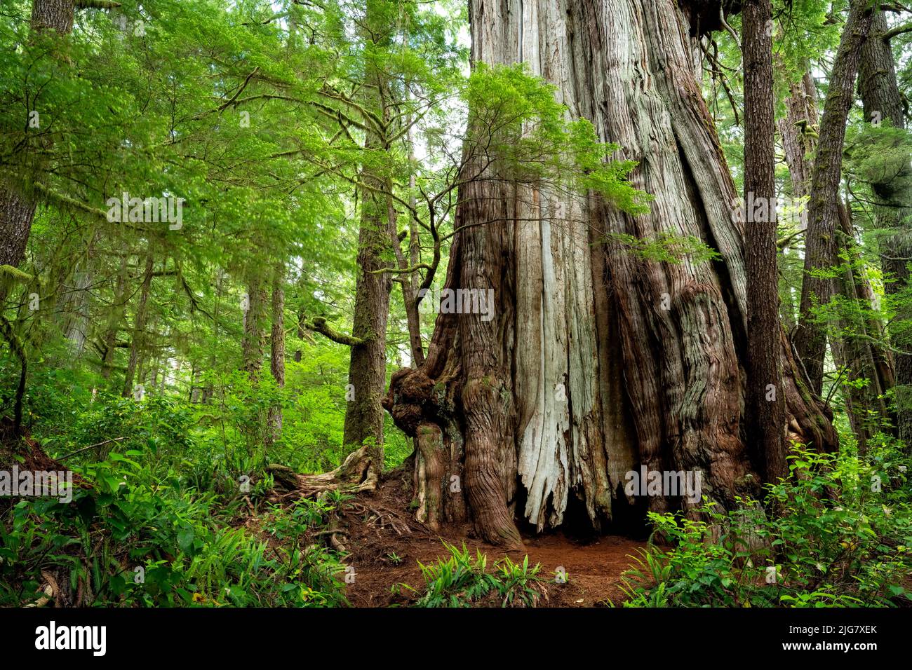 A western red cedar on the Cheewhat Giant Trail in Vancouver Island, BC ...