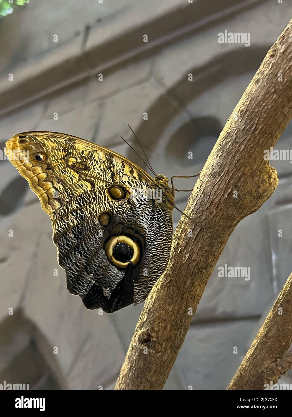 A black and gold butterfly on tree branch Stock Photo - Alamy
