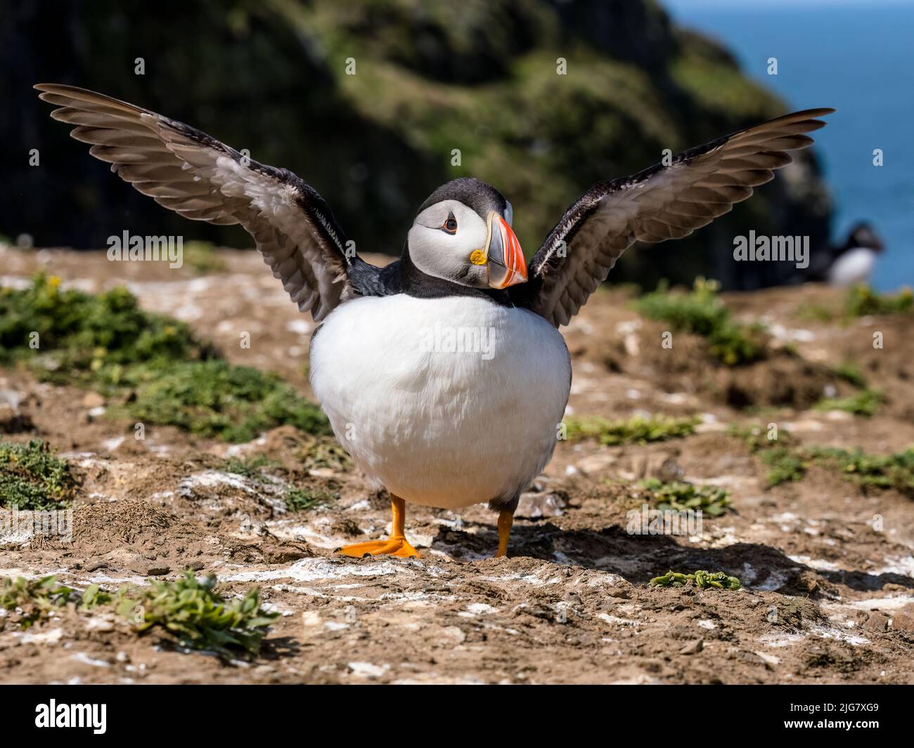 Atlantic puffin on Skomer Island, Wales in summer Stock Photo - Alamy