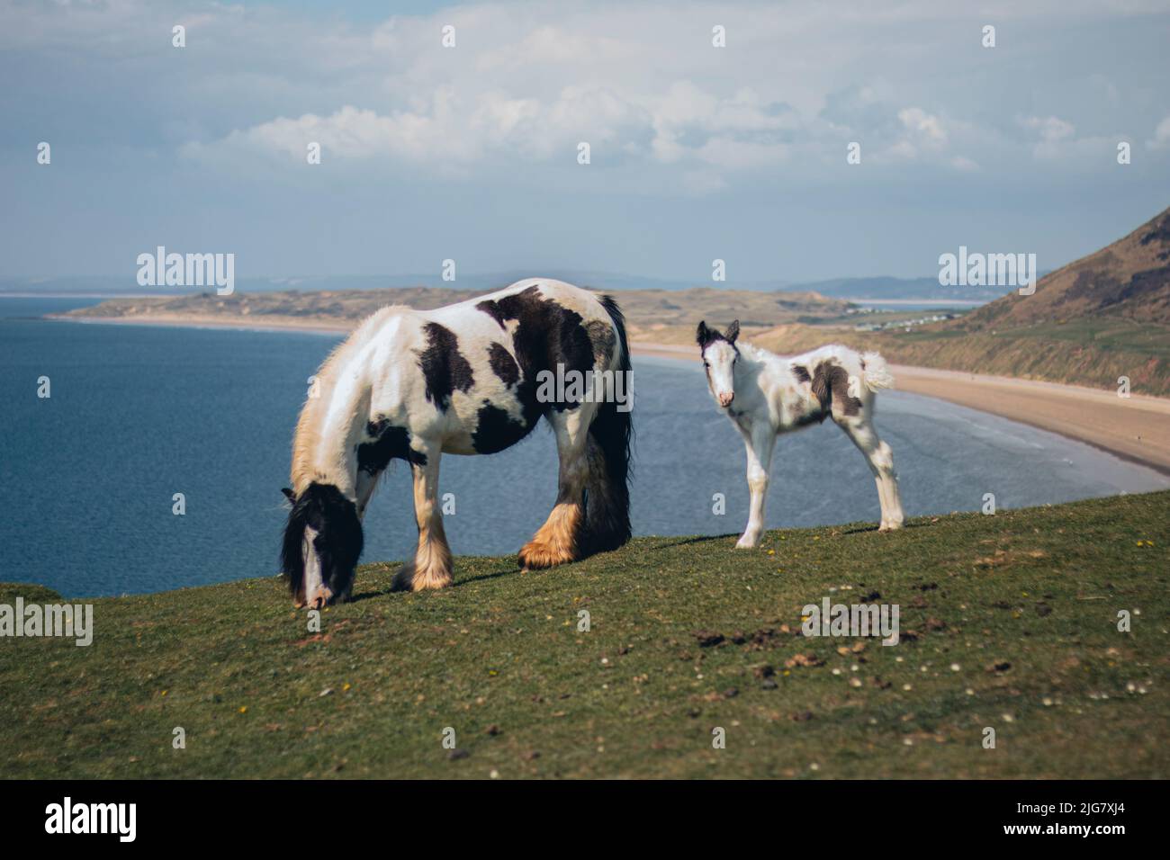 Galineers cob hi-res stock photography and images - Alamy