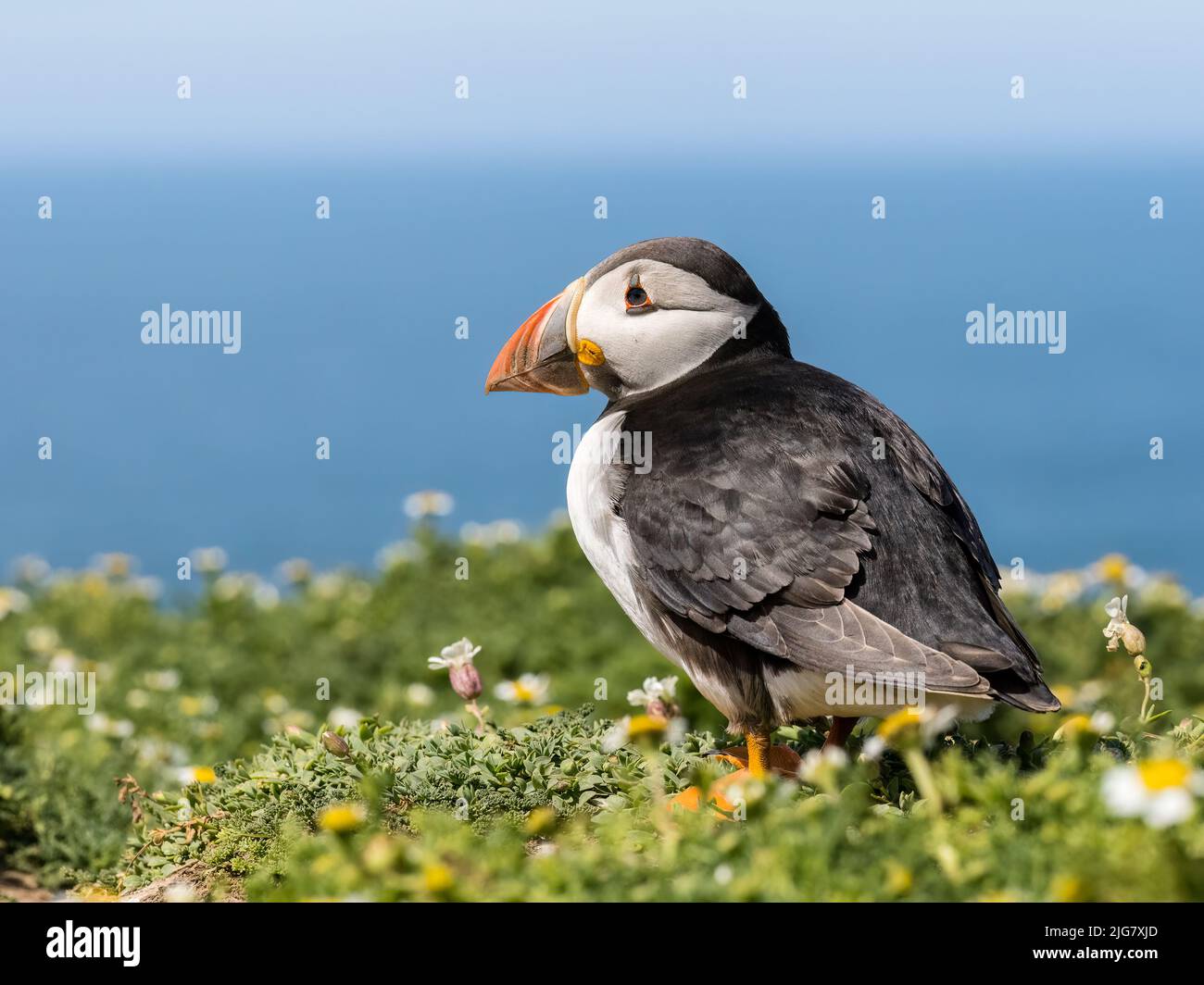 Atlantic puffin on Skomer Island, Wales in summer Stock Photo - Alamy