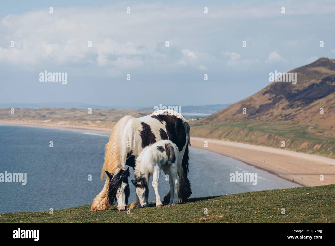A view of the Galineers Cob horse and the foal against the beach scene ...