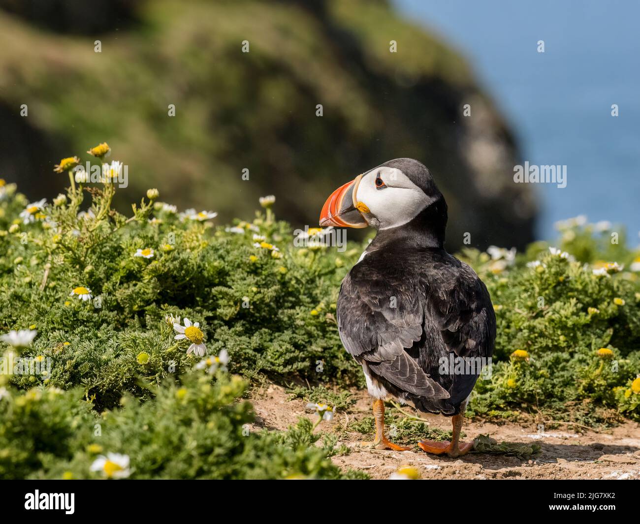Atlantic puffin on Skomer Island, Wales in summer Stock Photo - Alamy