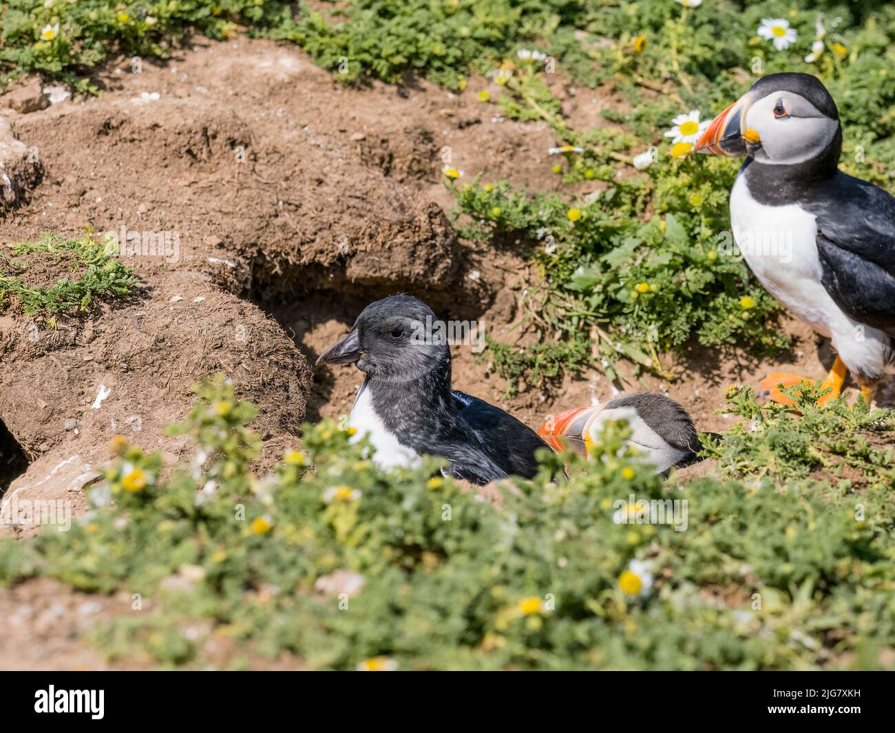 Atlantic puffin on Skomer Island, Wales in summer Stock Photo - Alamy
