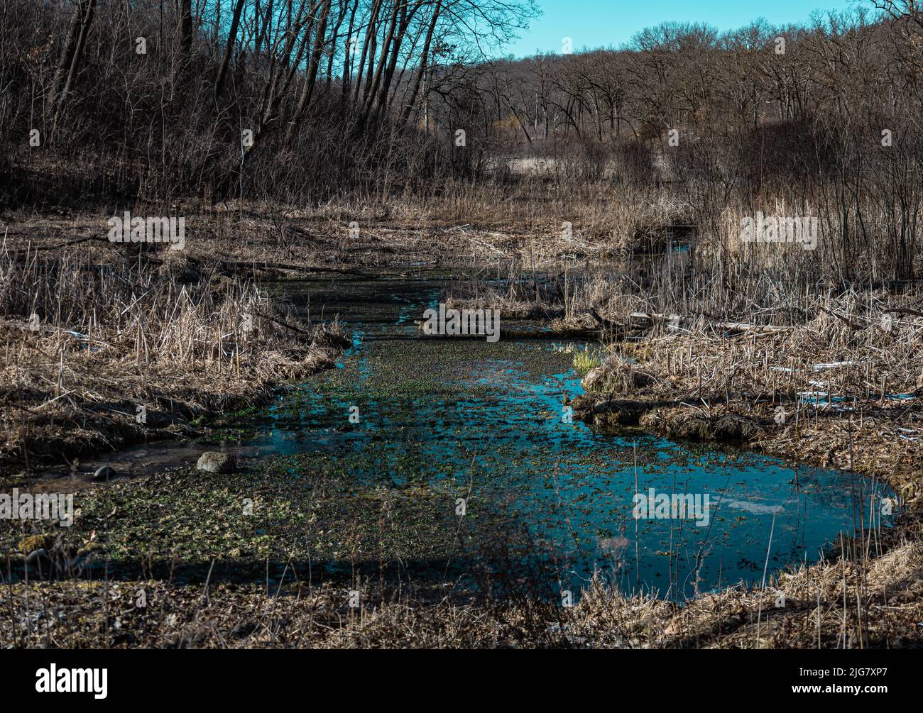 A scenic view of water plants growing in swamp water Stock Photo - Alamy