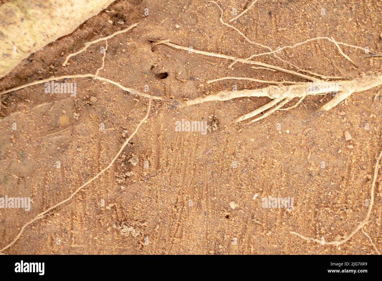 A closeup shot of a plant root on the ground soil surface Stock Photo ...