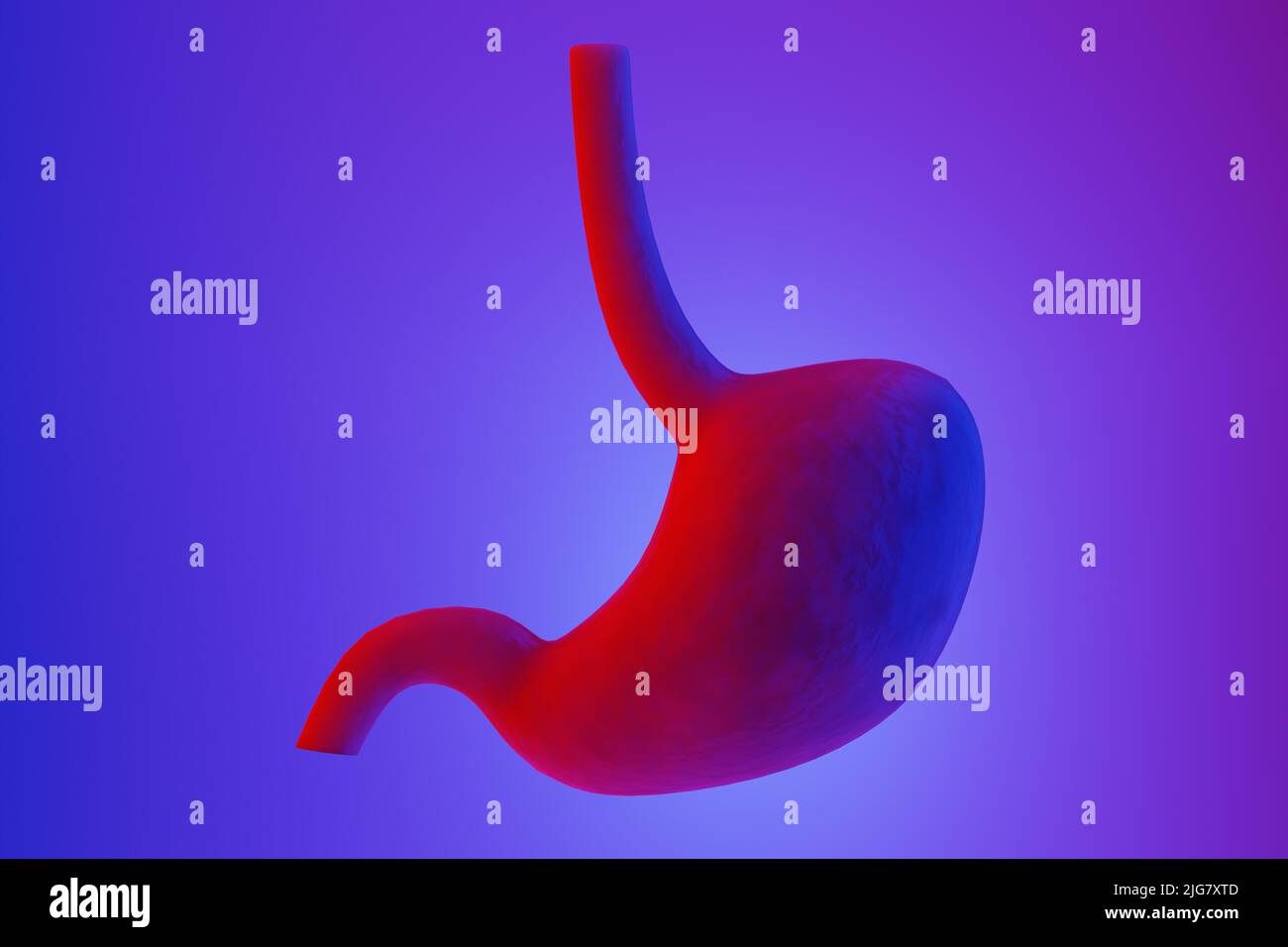 Stomach on a purple background. background. Anatomy, human organ ...