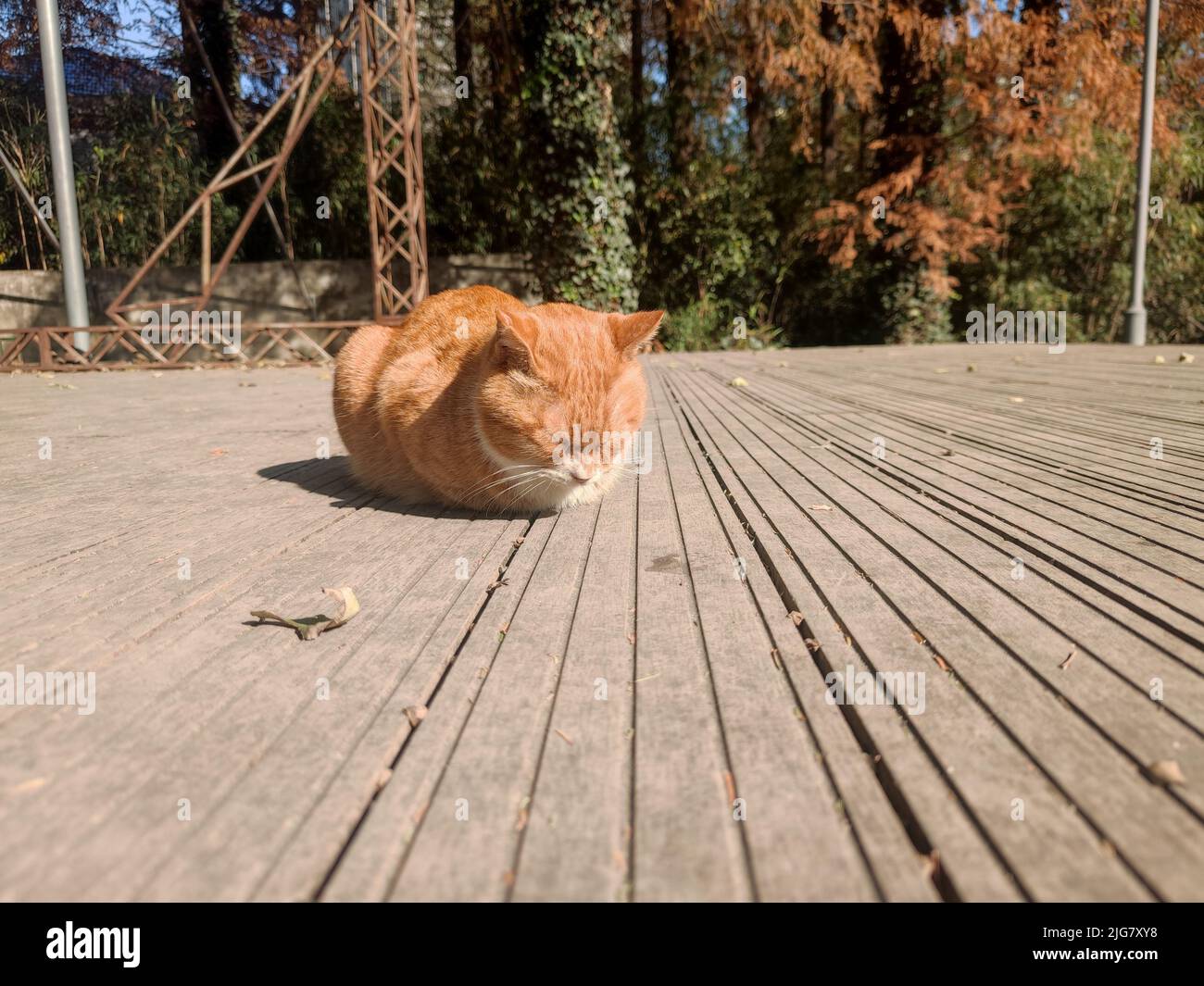 A cute sleeping cat on a wooden floor Stock Photo - Alamy