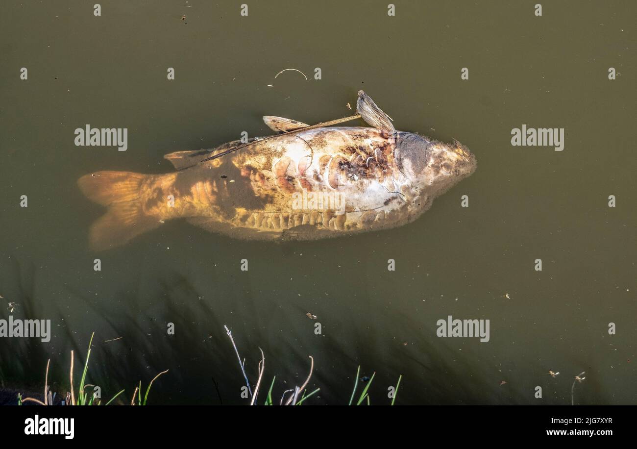 A closeup shot of a dead fish in the polluted water Stock Photo - Alamy