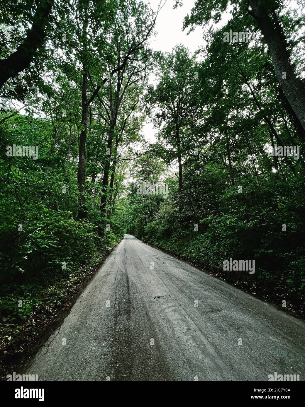 A vertical shot of a tree alley road Stock Photo - Alamy