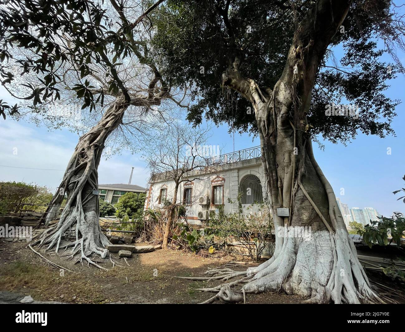 Big roots of two trees hi-res stock photography and images - Alamy