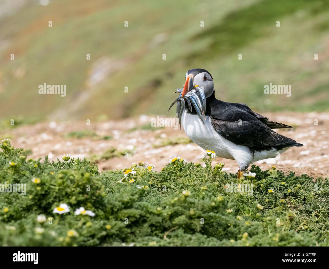 Atlantic puffin on Skomer Island, Wales in summer Stock Photo - Alamy