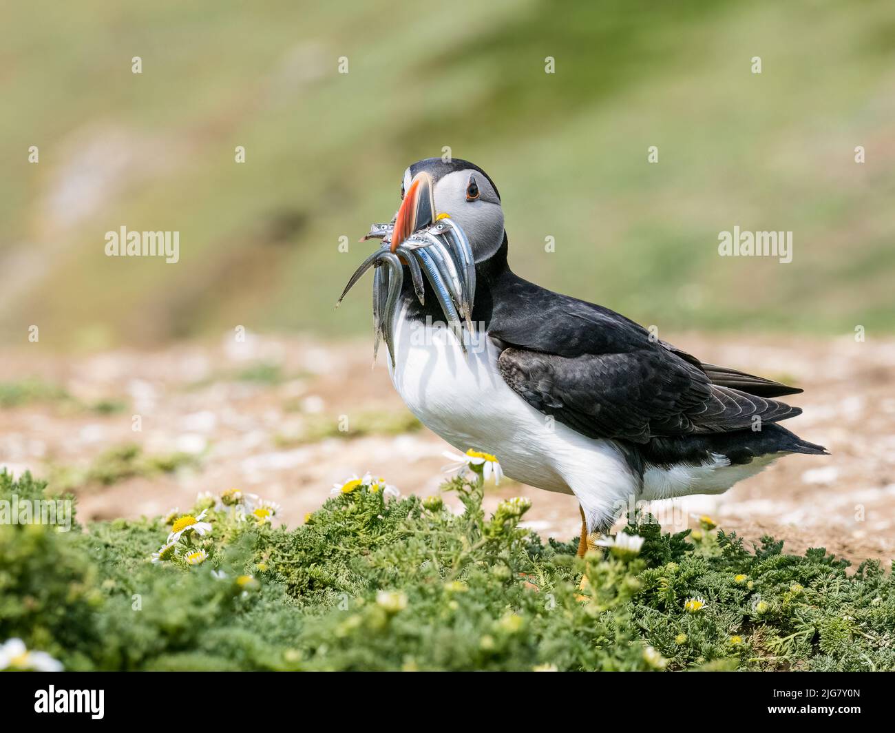 Atlantic puffin on Skomer Island, Wales in summer Stock Photo - Alamy